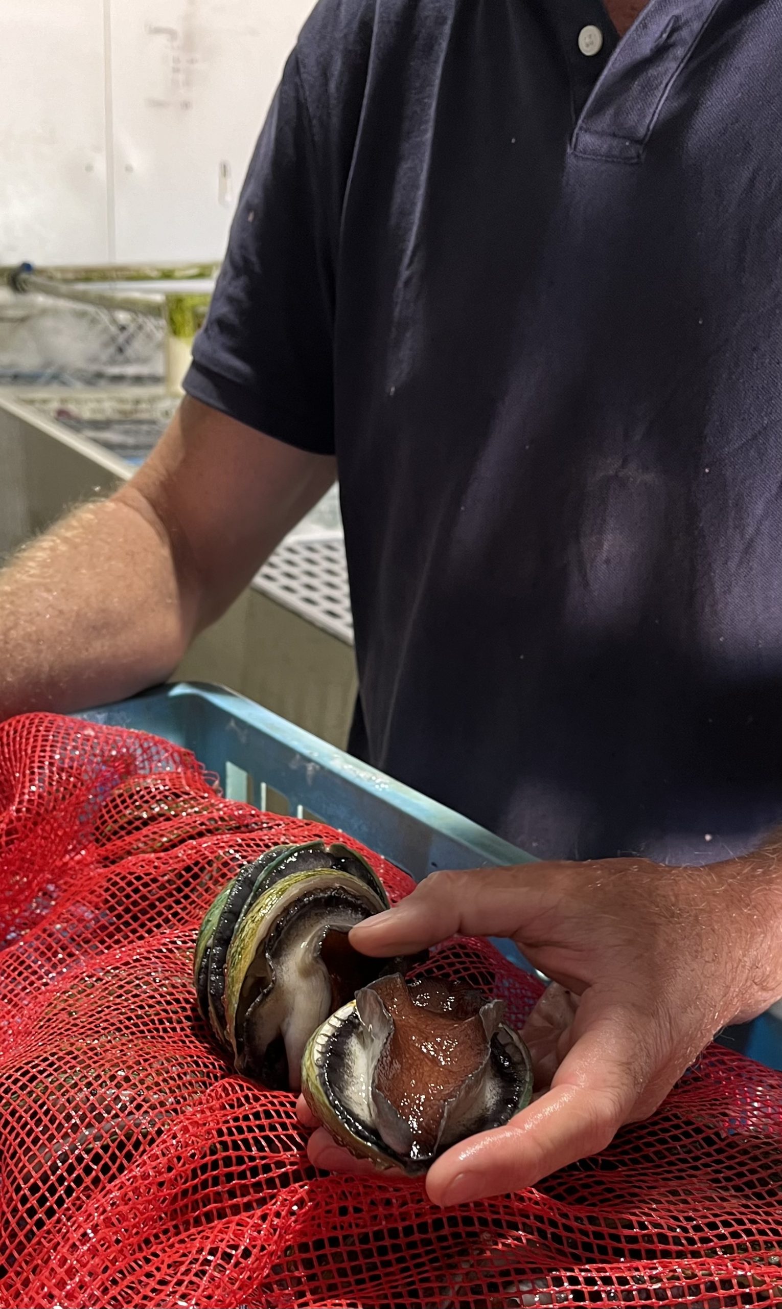 Abalone farming in Tasmania