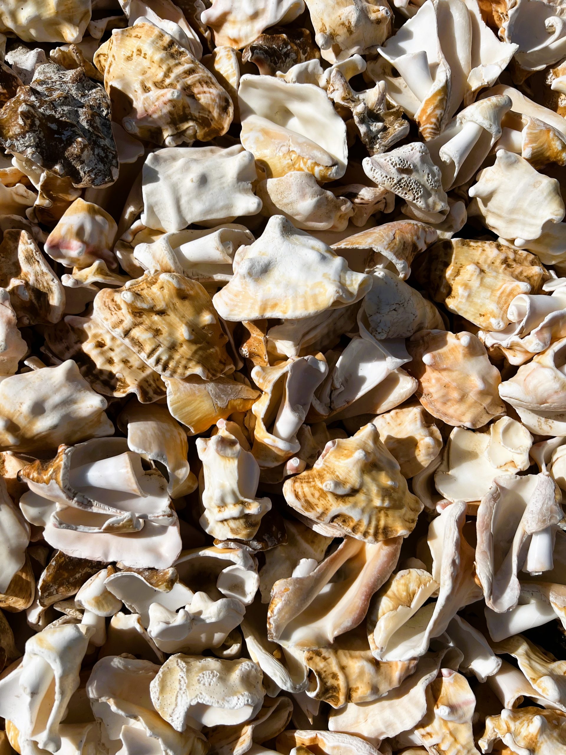 Nepo kitchen revisited 2024 - Nepo Kitchen Consulting